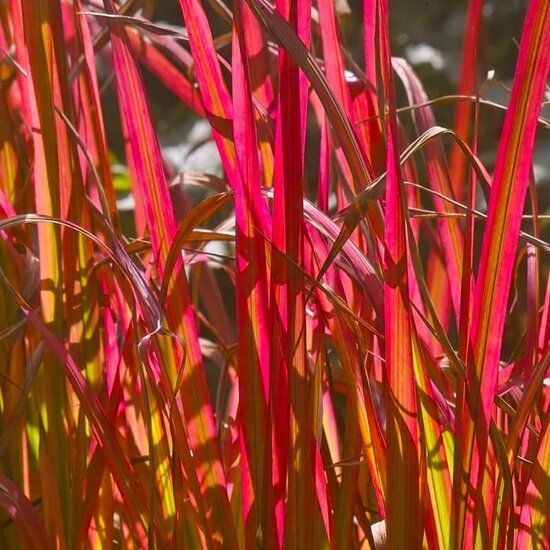 Imperata cylindrica Red Baron - set van 3 - MyPalmShop
