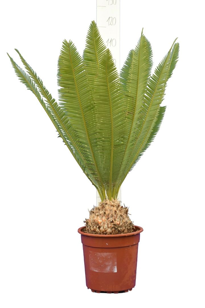 Dioon edule - P30 - MyPalmShop