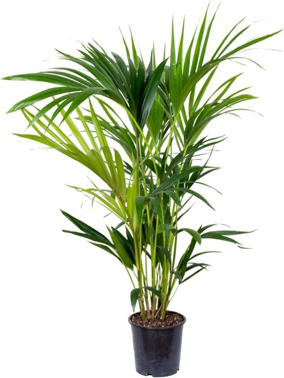 Howea forsteriana - Kentia P19 - MyPalmShop