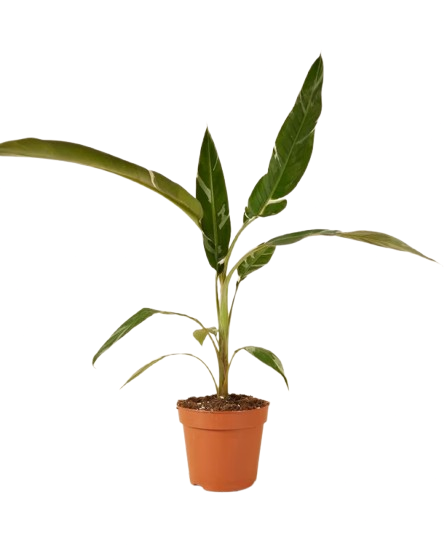 Musa floridana Variegata - MyPalmShop
