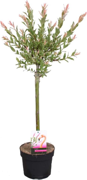 Salix integra Flamingo P17 - MyPalmShop